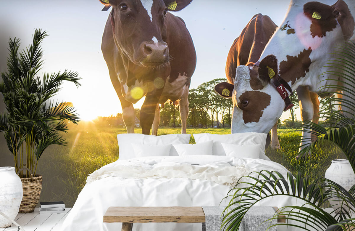 Kor tapeter - Wallgroup Fototapet