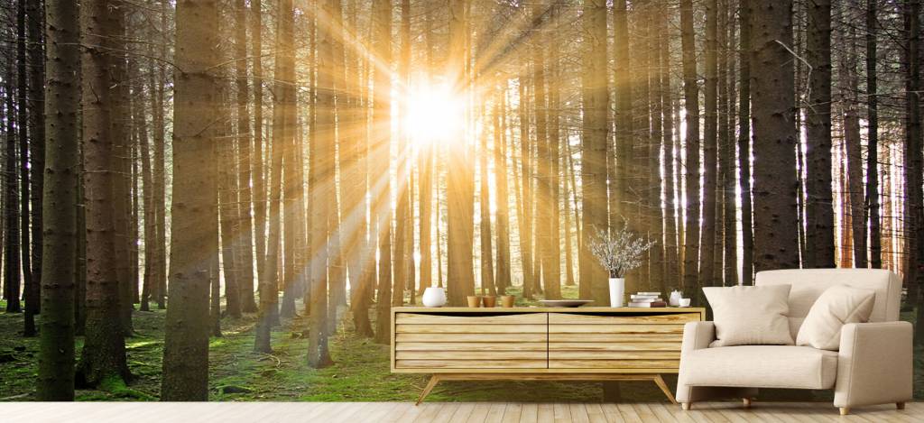 Tallskog med solsken - Wallgroup Fototapet