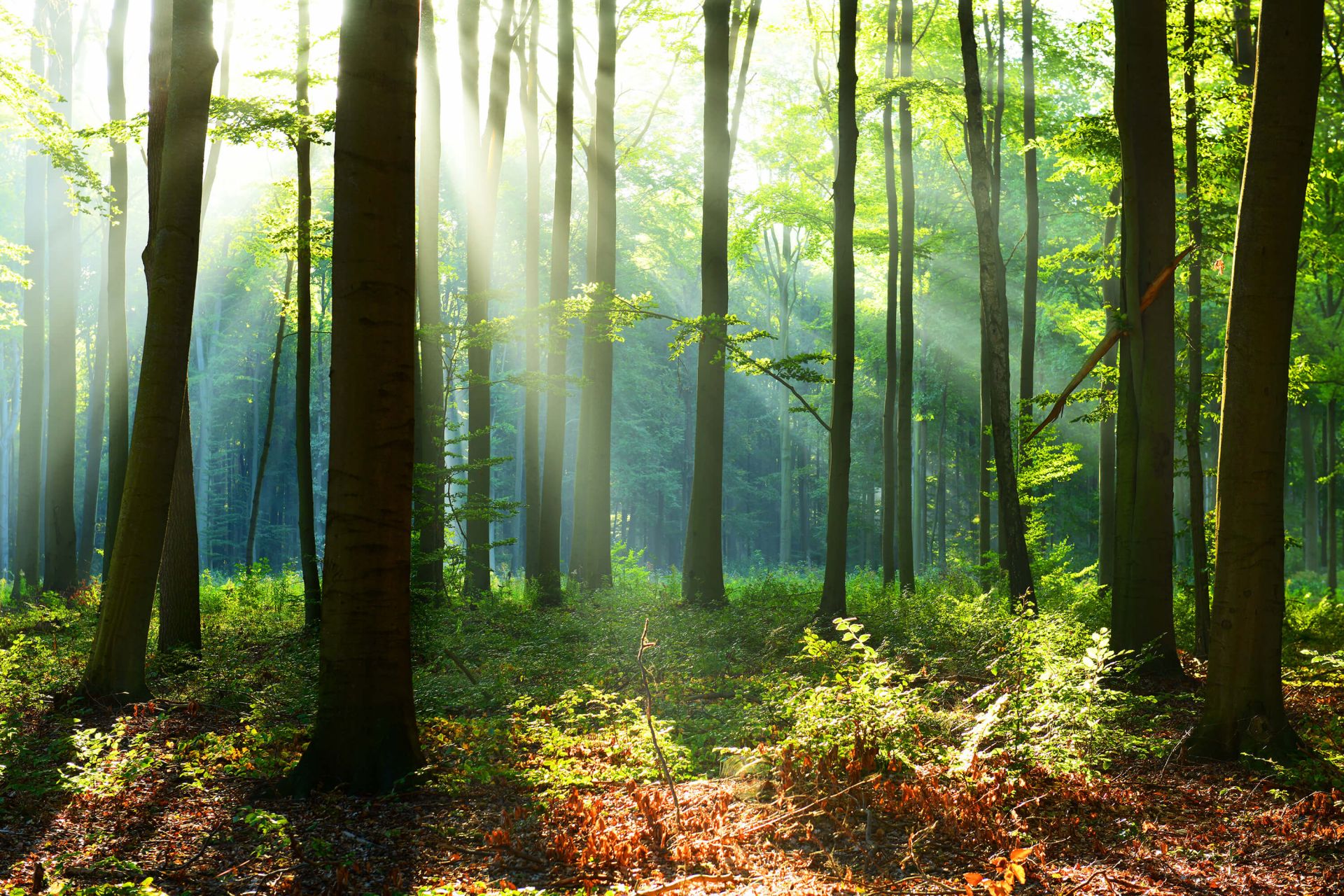 Fototapet - Morgon i skogen - Tapet.com