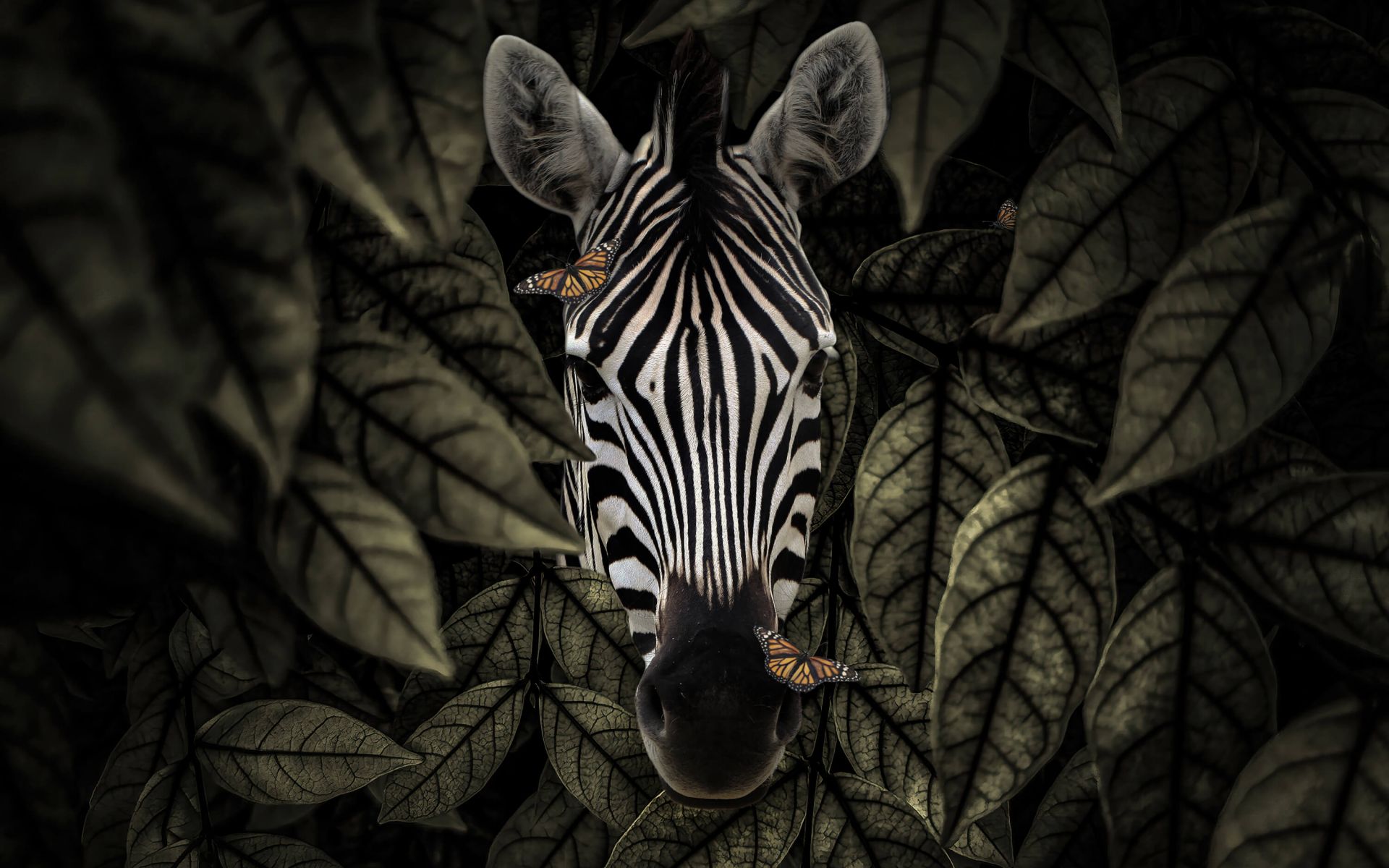 Fototapet - Djungel Zebra - Tapet.com