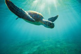 Fototapet - Havssköldpadda i solstrålar under vatten. - Tapet.com