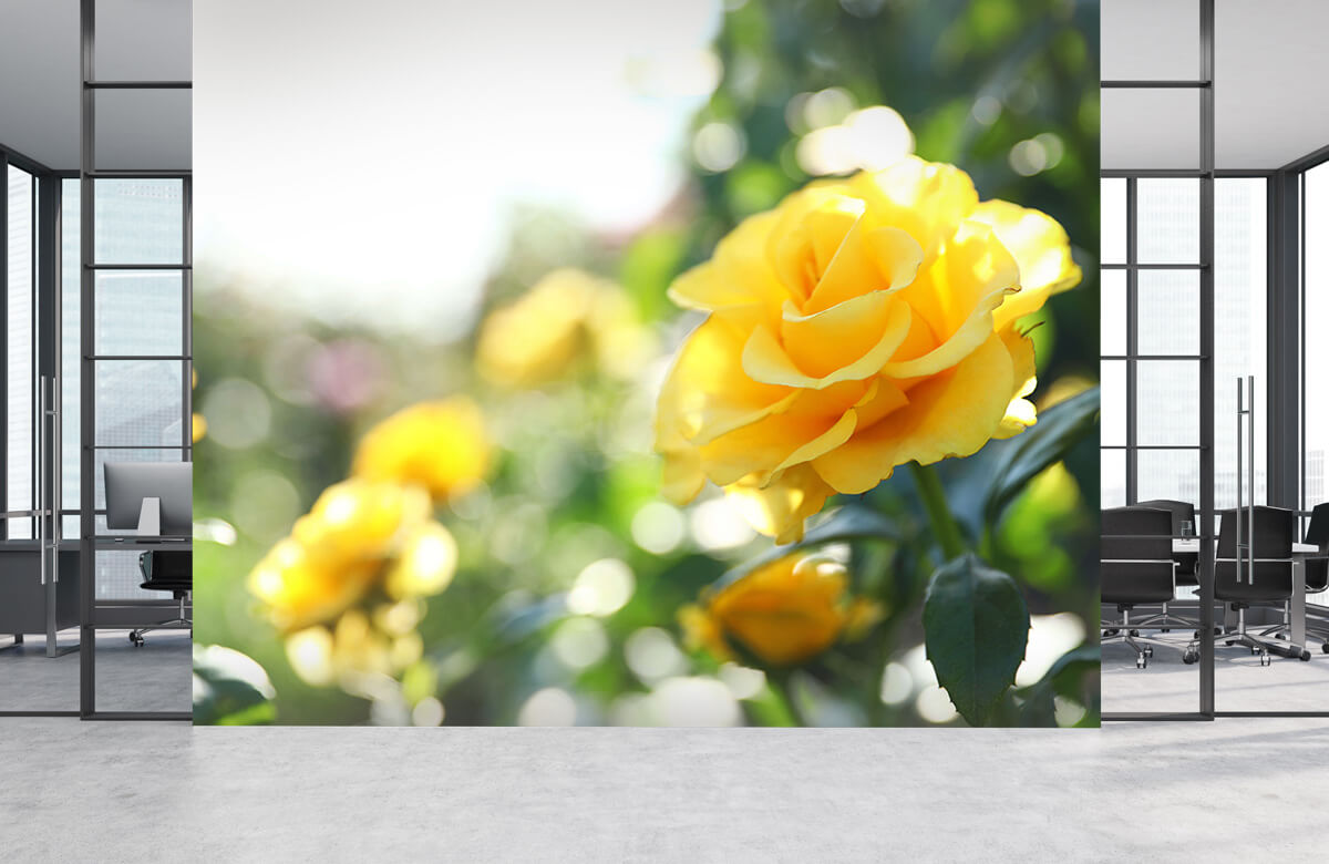 Gula rosor - Wallgroup Fototapet